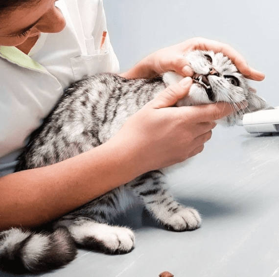 Gebitsverzorging kat - Gezelschapsdierenkliniek Roosendaal